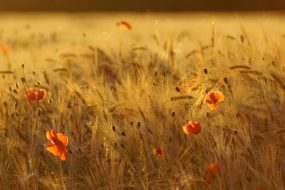 Grano sanguinante - Get up and Walk